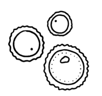 About Oncofertility - My Cancer Fertility